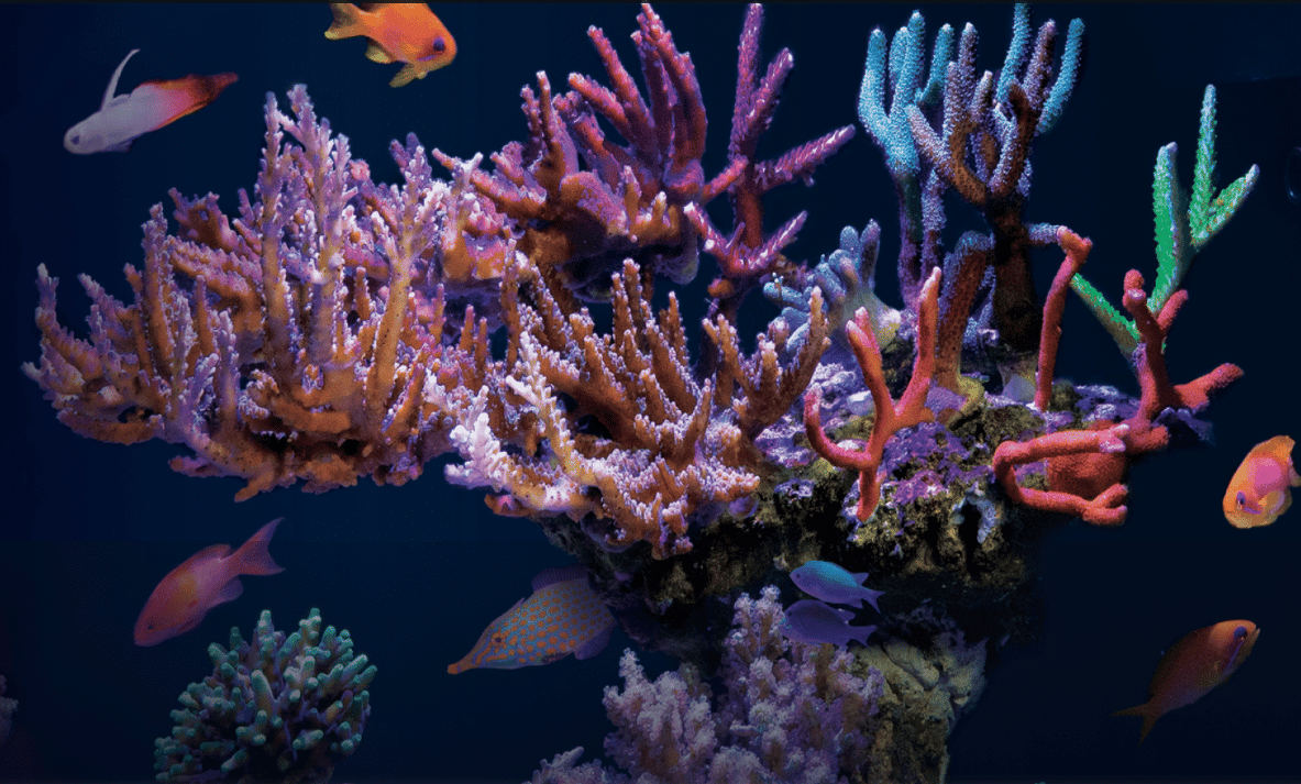 Red Sea Micron Felt & Thin Mesh aquarium filter bag - Professional ...